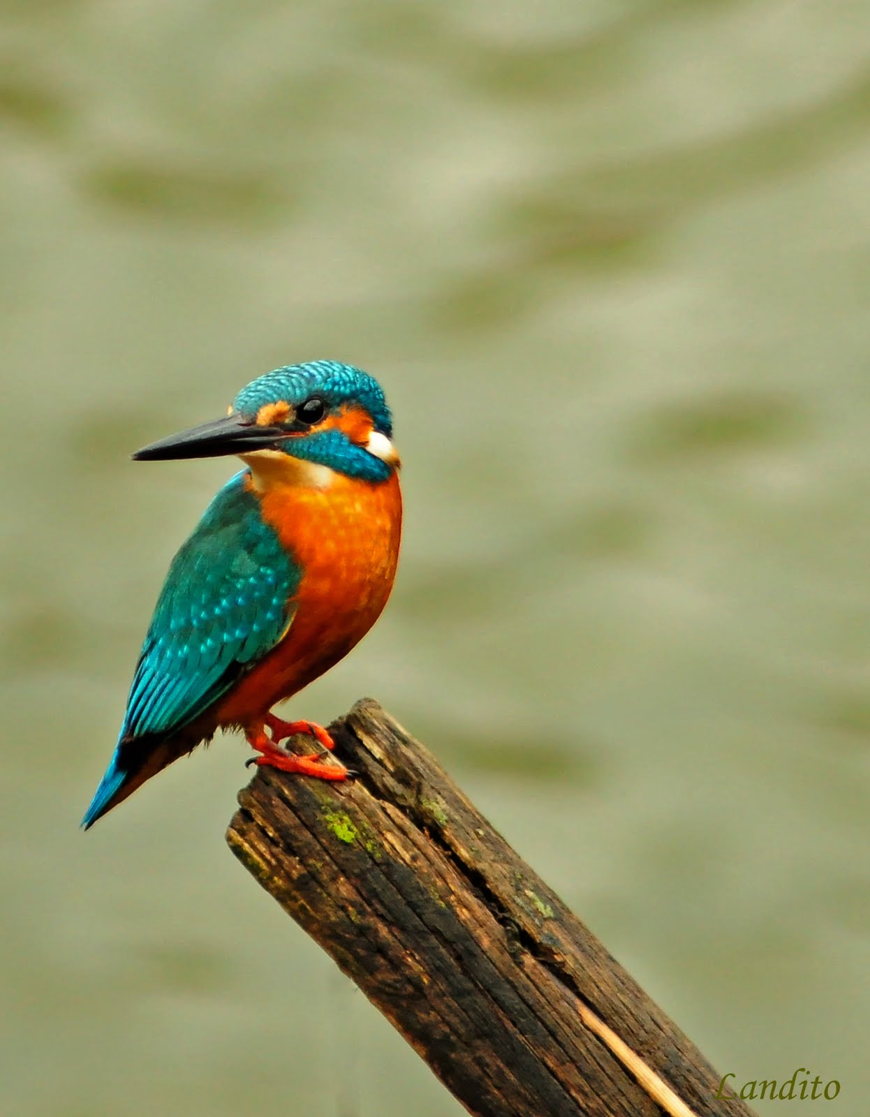 Iris Landito: Guarda Rios