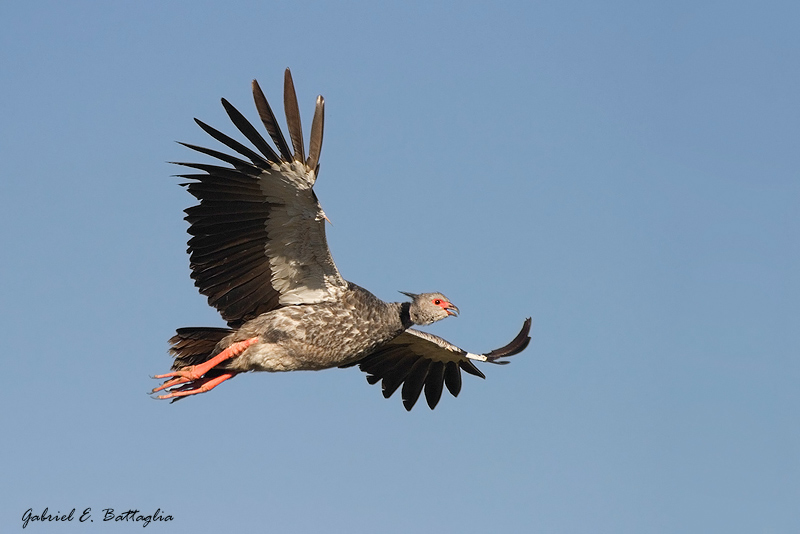 Mitos, Leyendas y Biologia: El Chajá