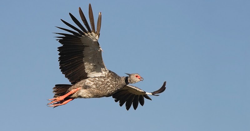 Mitos, Leyendas y Biologia: El Chajá