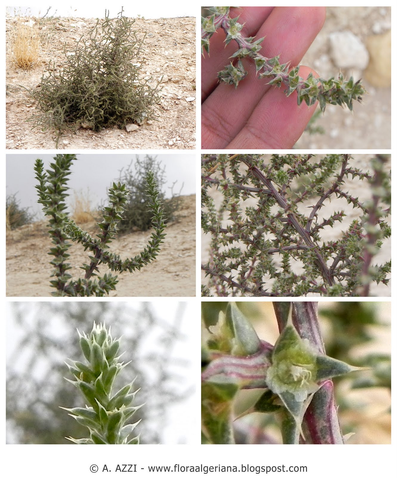 Flora Algeriana: 00058-20110924; Sc : Salsola kali ; En : prickly ...