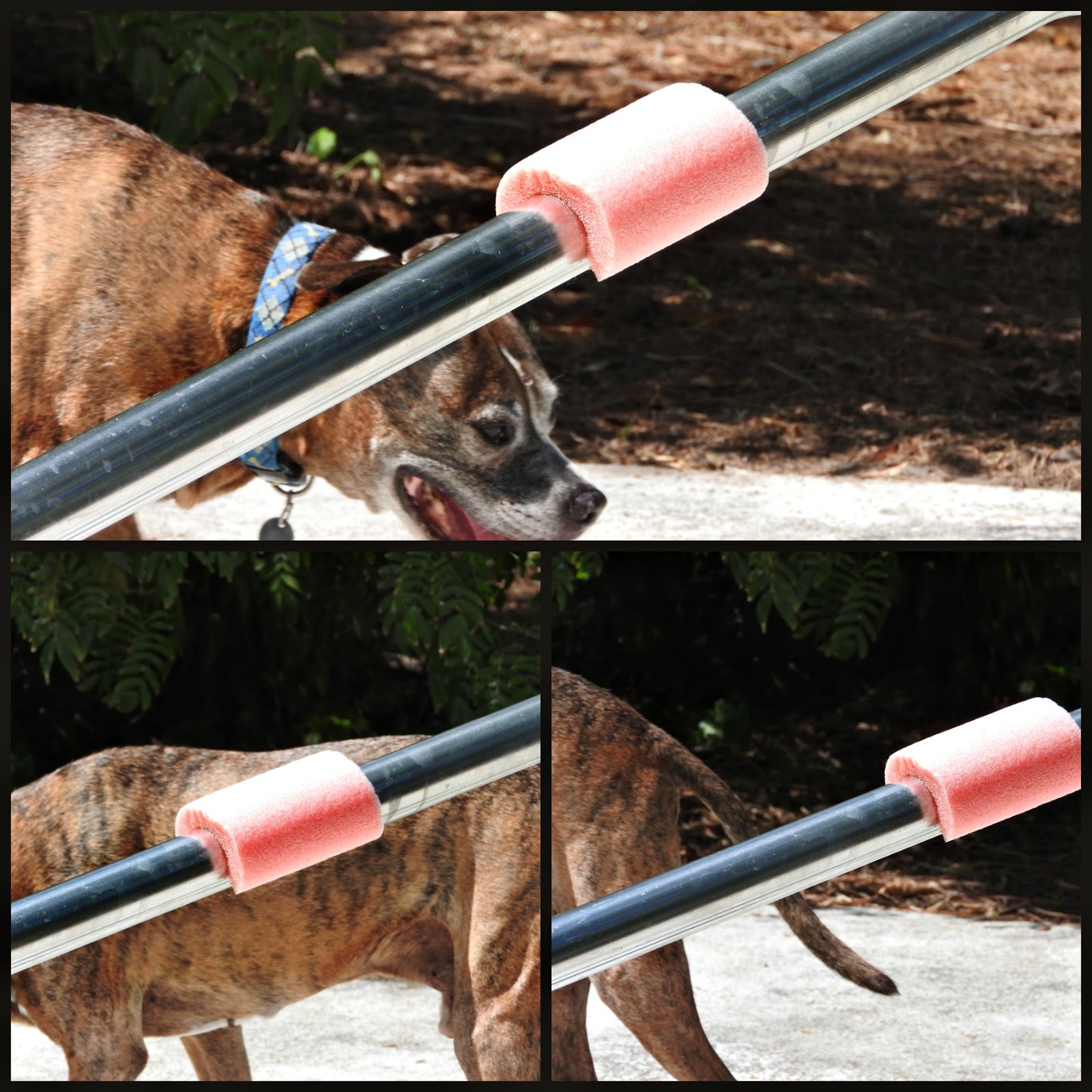 MadSnapper: Heart Dog and a Pool Noodle