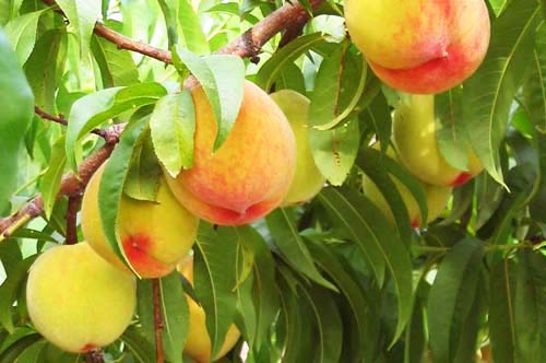 DIÁRIO COM A NATUREZA: 16 DE JUNHO - PESSEGUEIRO - PÊSSEGO - FRUTA ...