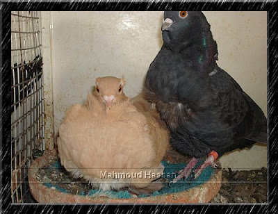 Fancy pigeon Breeds: White King Pigeon hen FromVenou Farm For Fancy Pigeons