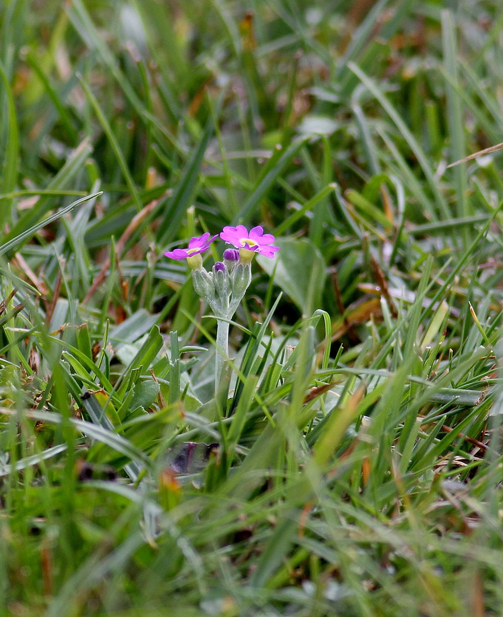 Wildwings and Wanderings: Botanising In Scotland Part 1: North Coast