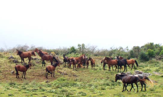 SENDERISMO EN EL RIF/RANDONNÉES DANS LE RIF: DHAR HAJAR Y FAHS LEMHAR ...