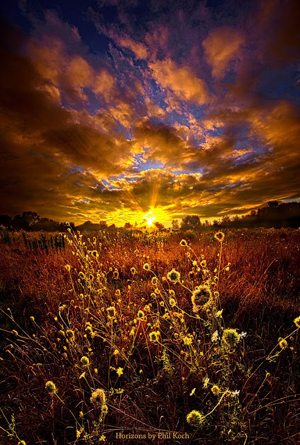 Flower Field Sunrise ~ Marvelous Nature