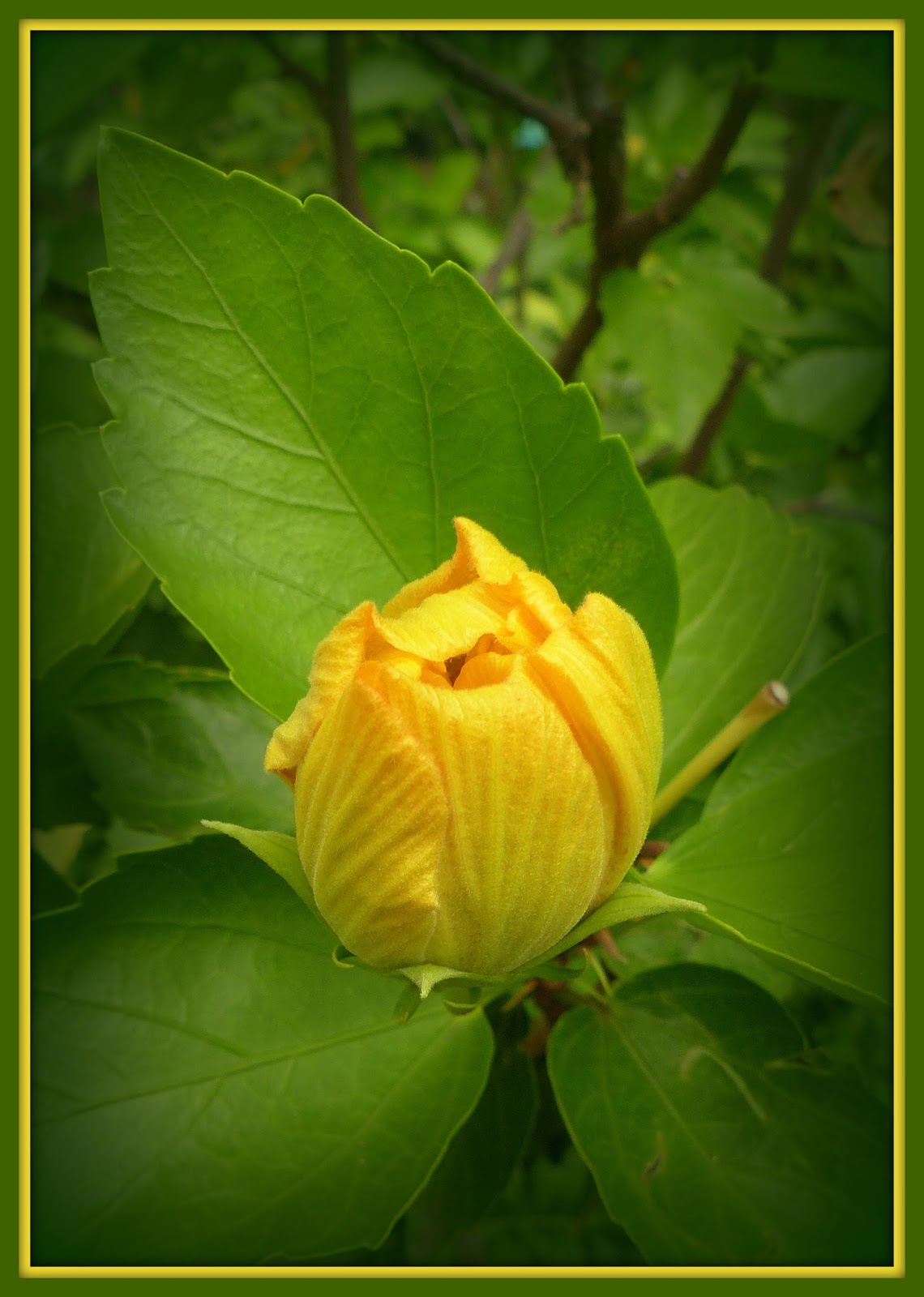 Birding For Pleasure: Flowers in Malawi