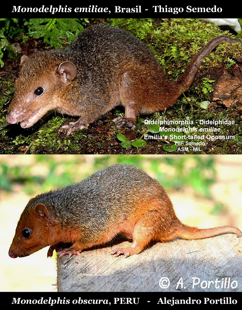 ARCANO Nelson Gomes - MAMMALIA...incluindo Monodelphis: Uma nova ...