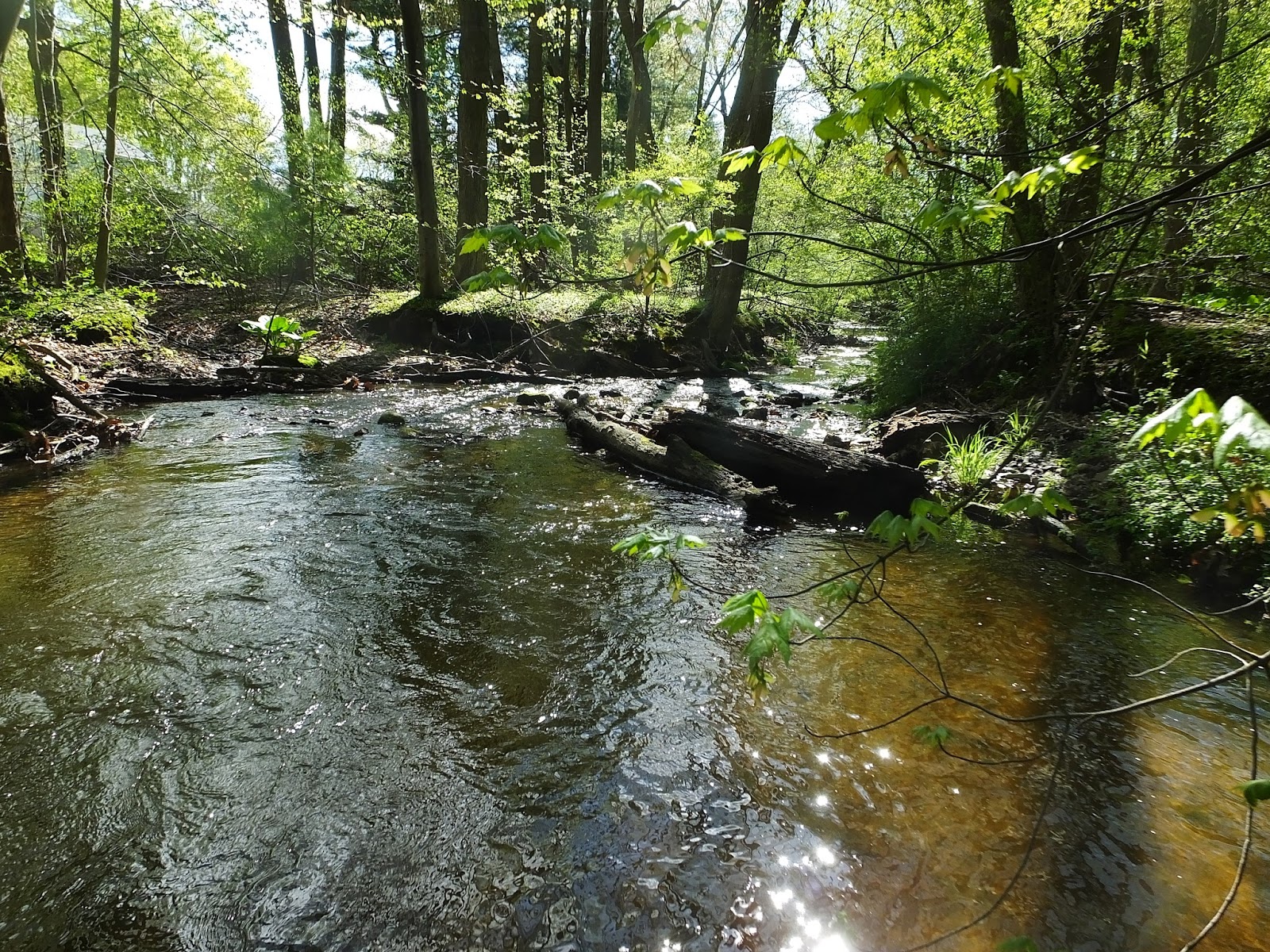 Connecticut Fly Angler: Wild Trout Stream #65