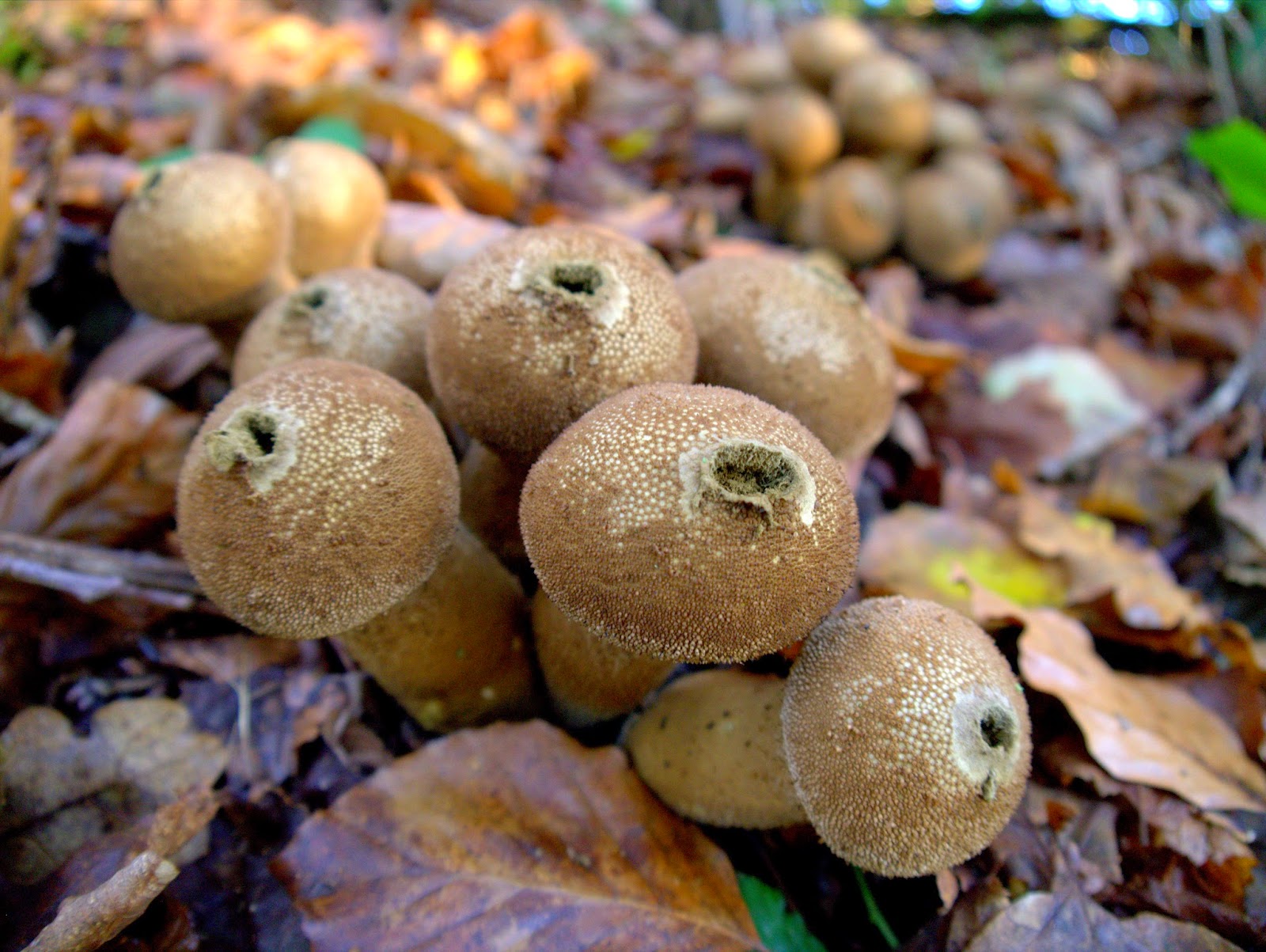 Peter Lovett's ramblings : Common Puffballs, Lycoperdon perlatum in ...