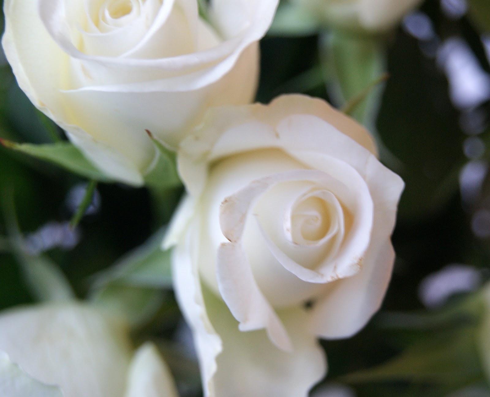 The Pursuit of Happiness: Hvite roser