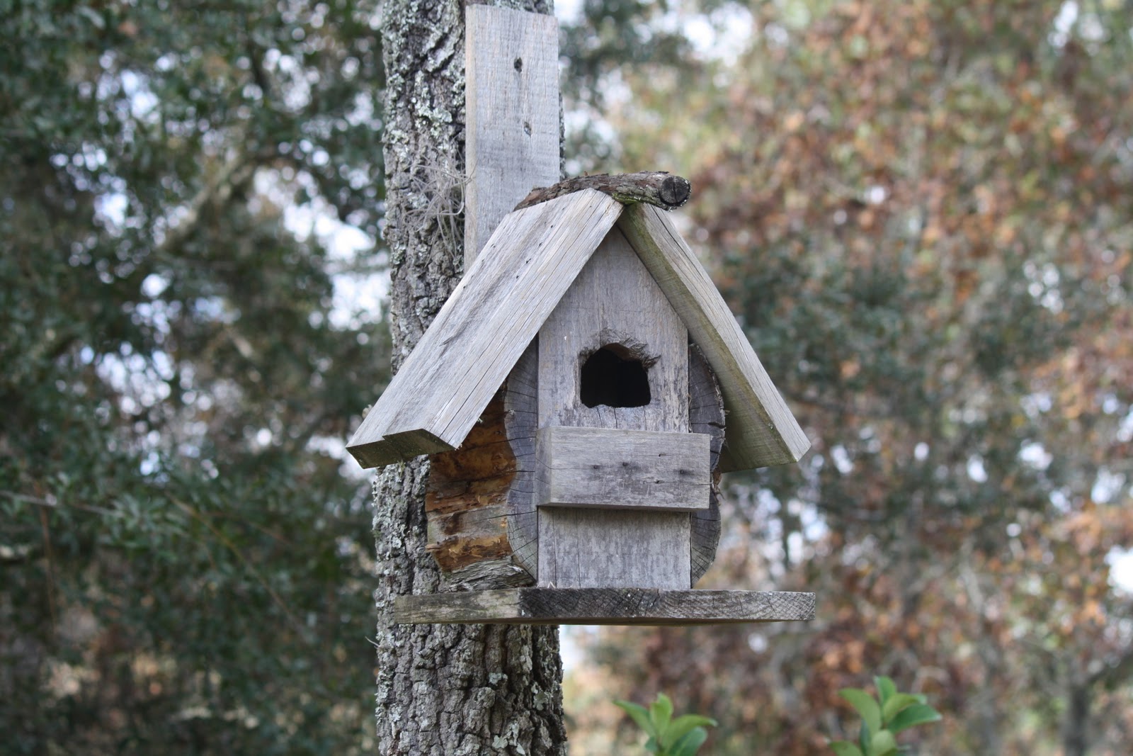 The Blue Whale and Other Travel Tales: Ocali Days at Silver River ...