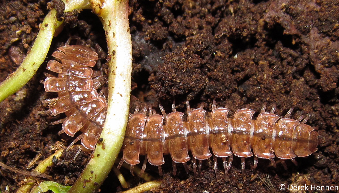 Normal Biology: A Primer on Ohio Millipedes