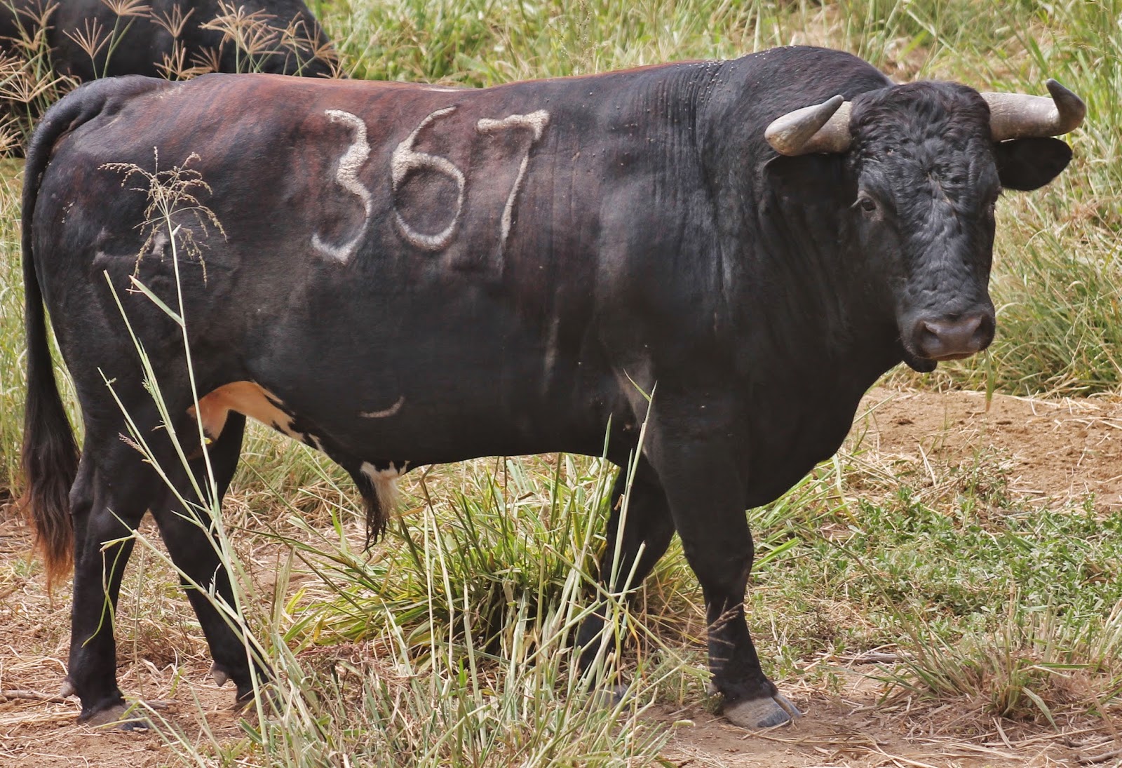 Olé Taurinos: Chota no define, pero aquí están los toros que saltarán ...