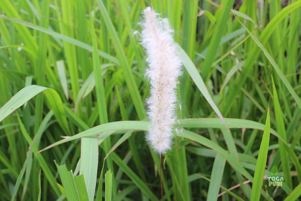 Sejuta Kandungan dan Manfaat Kesehatan dalam Tumbuhan Alang- Alang ...