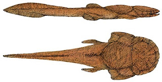 Life Before the Dinosaurs: Phyllolepis.