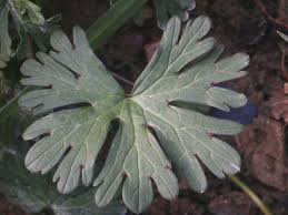 Hoja Palmada (palmata) Simples - Botánica integra