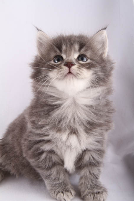Alexandrite Siberians: Galina Kitten - Blue Tabby Boy