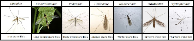 Ento the Wild: The Crane Fly Calamity