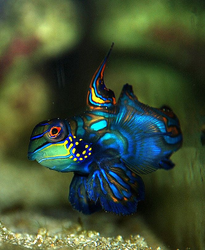 Beautiful World : Mandarin Fish (19 Pics)