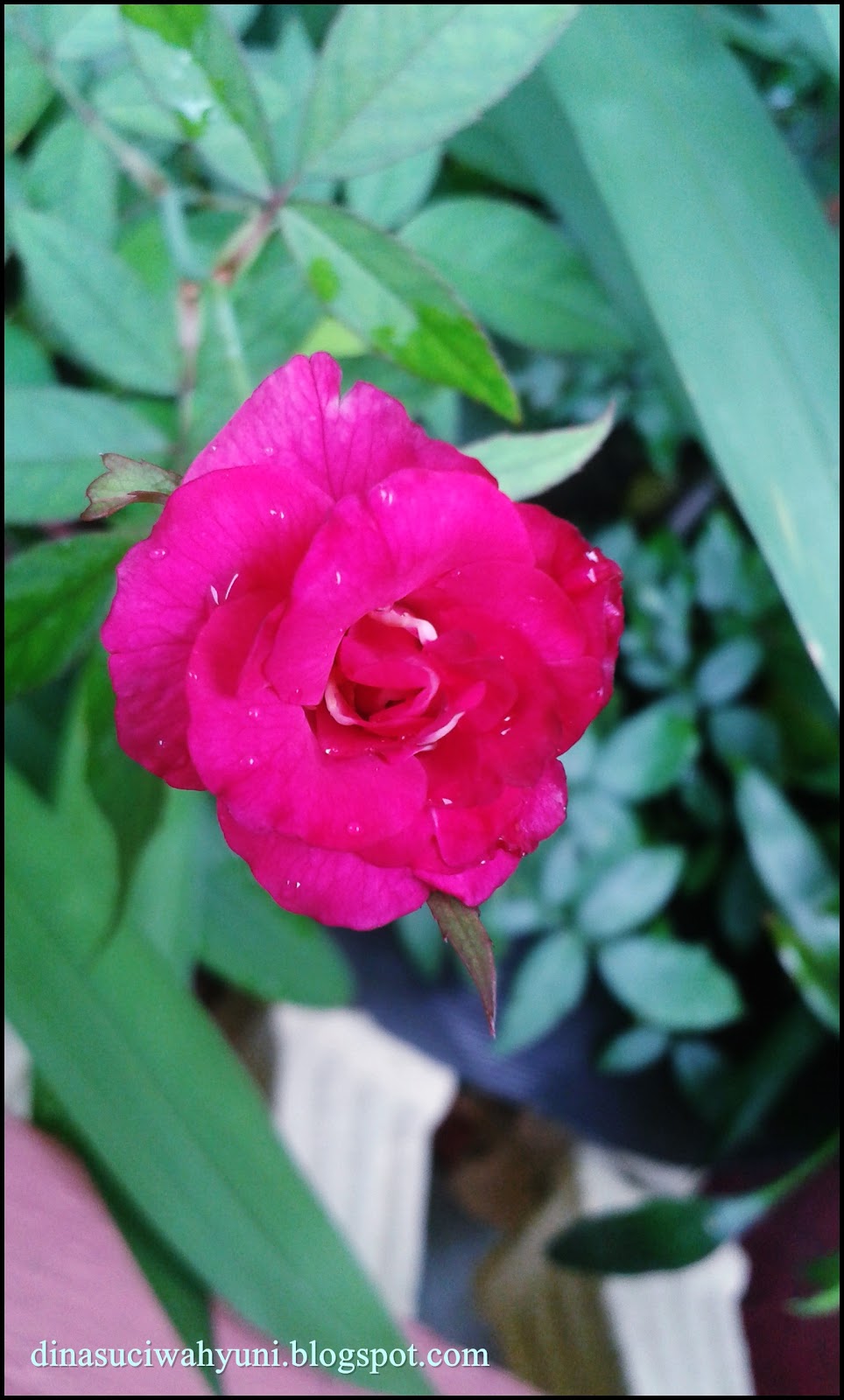 JENIS DAN NAMA - NAMA BUNGA (TANAMAN HIAS " BUNGA CANTIK") | JDSK