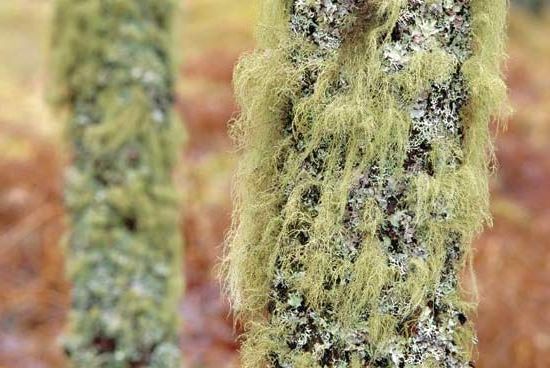 CUADERNO DE CAMPO del Treparriscos: Usnea barbata.