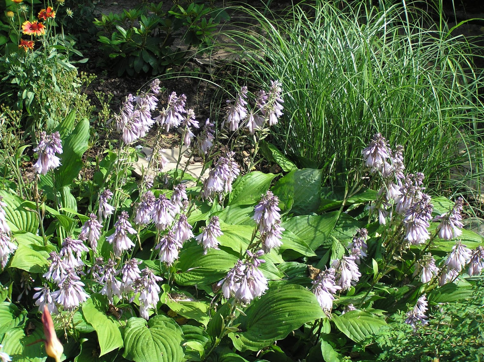 Ogród Tamaryszka: HOSTY - ROŚLINY DO CIENIA