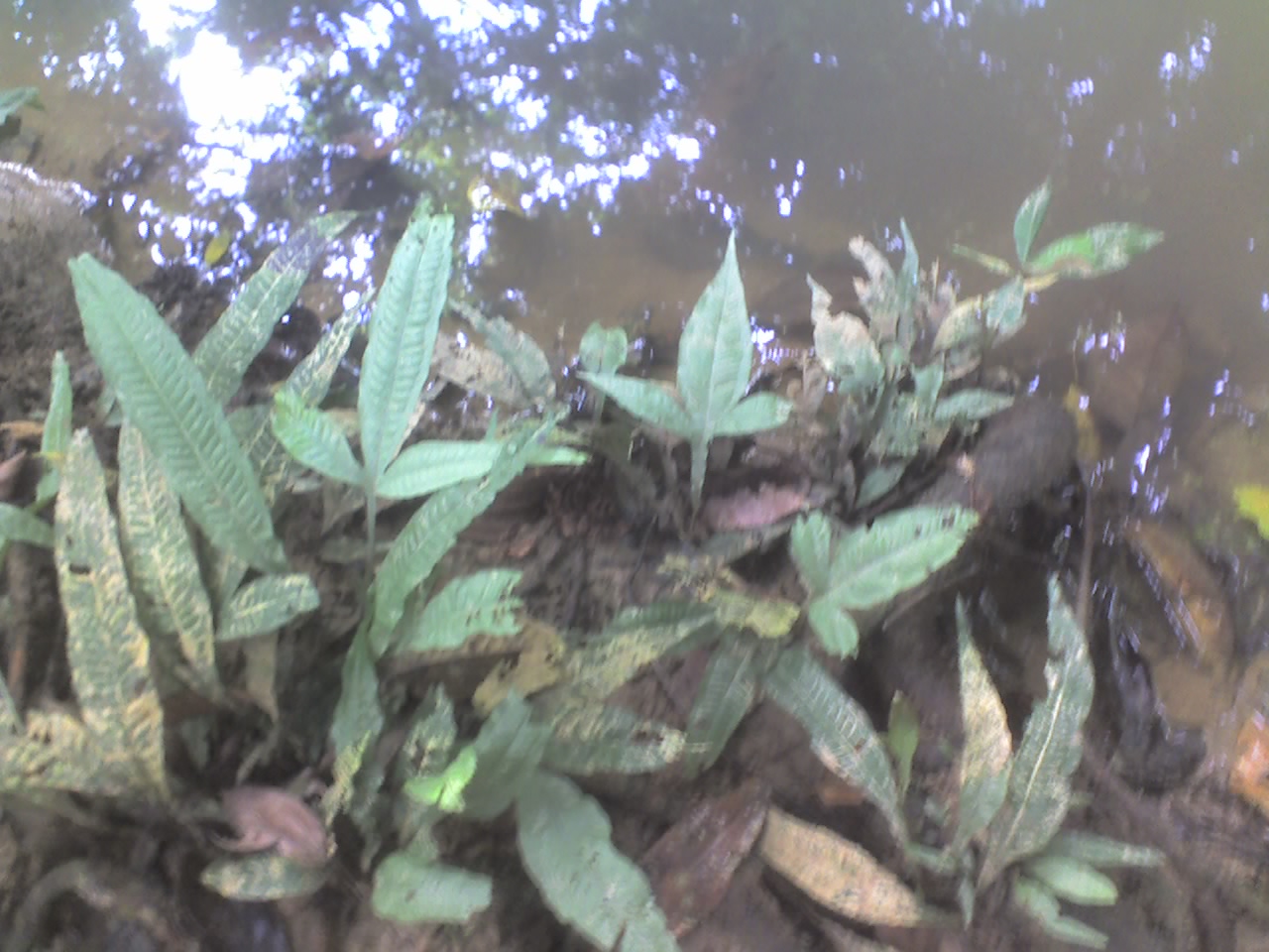 It's All About Aquascaping!: JAVA FERN (Microsorum Pteropus)