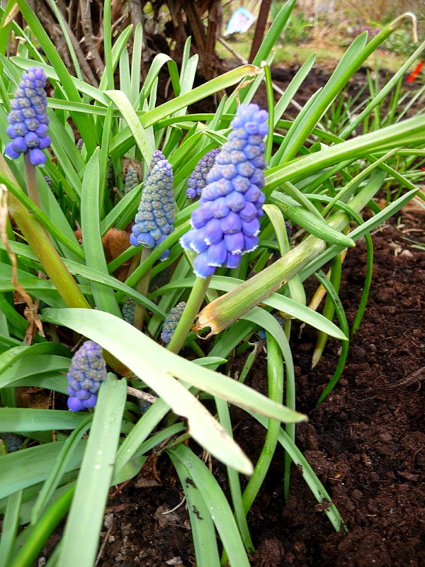 Trädgård och lite annat: Då var det maj