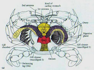 akbarmarzukitahya-smart: Anatomi Kepiting