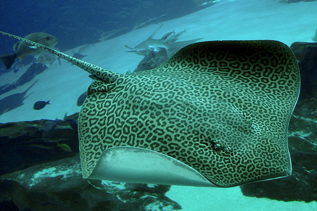 Biodiversity Science: New Whipray