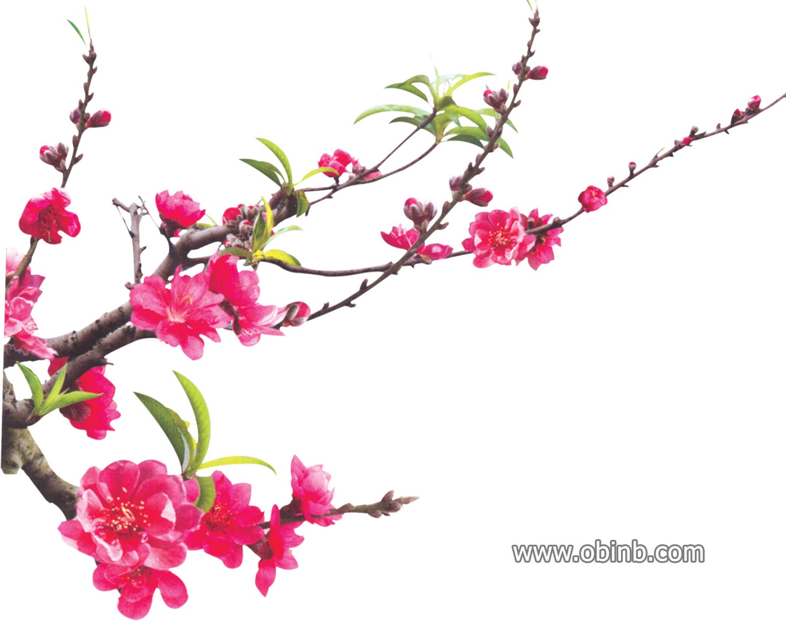 Tổng hợp Psd Hoa Đào - Hoa Mai tết miễn phí chất lượng cao cho designer ...