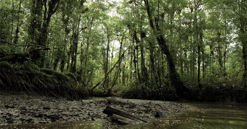 .: SALIR DEL PANTANO