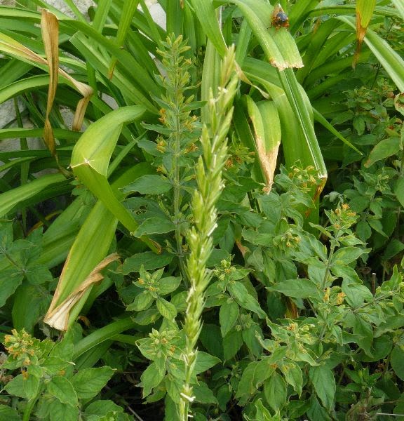 ΑΓΡΙΑΔΑ αγρόπυρον - Agropyron Repens | ΒΟΤΑΝΟΘΕΡΑΠΕΙΑ . ΘΕΡΑΠΕΥΤΙΚΑ ...