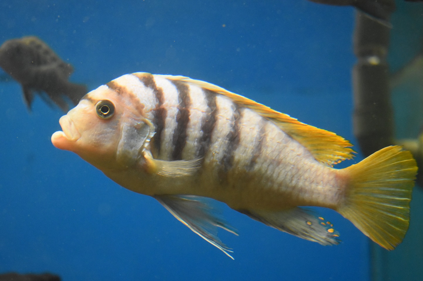 ZOOTOGRAFIANDO (6.100 ANIMALS): CÍCLIDO HONGI / HONGI CICHLID ...