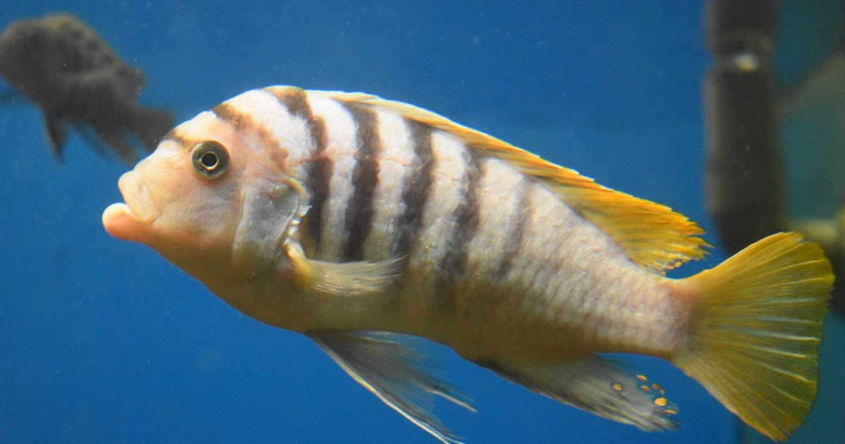 ZOOTOGRAFIANDO (6.100 ANIMALS): CÍCLIDO HONGI / HONGI CICHLID ...