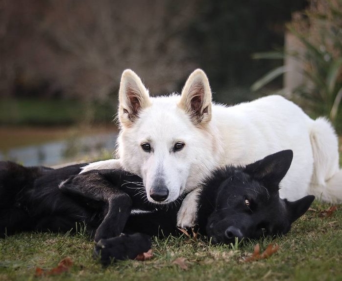 White Wolf : These dog wedding photos is all you need to see today