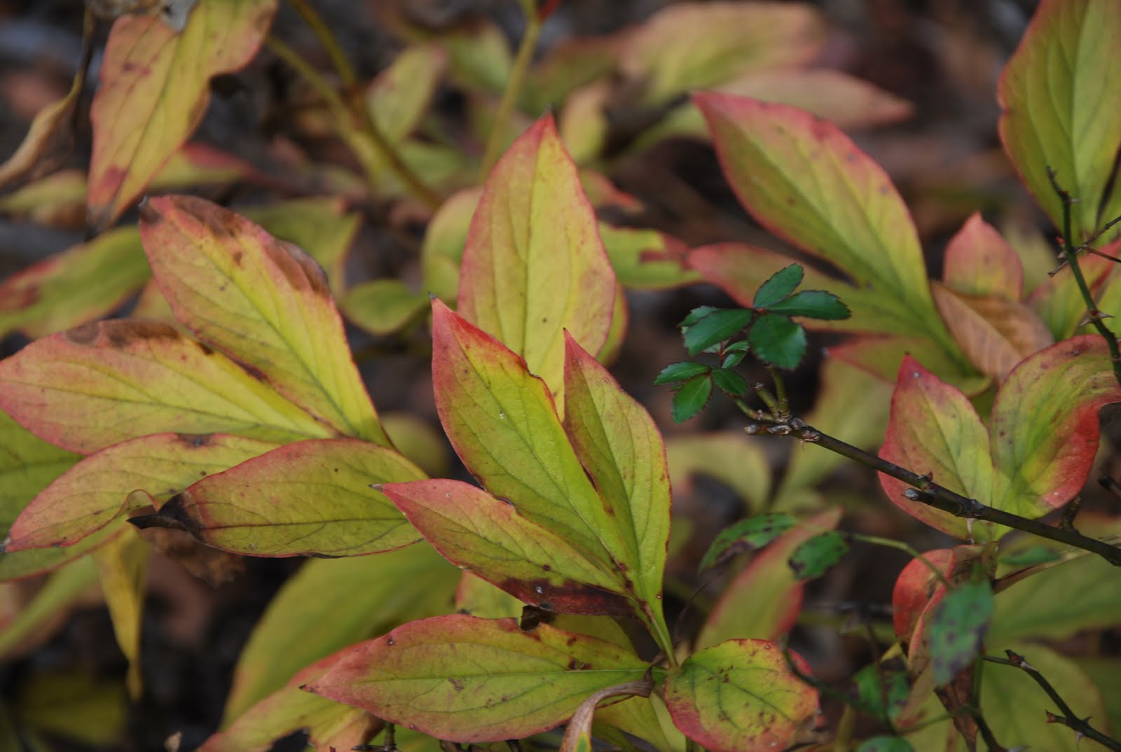 Southern Peony: 2012 Colorful Fall Peony Foliage