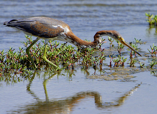 Daniela Sanabria: GARZA TRICOLOR (Egretta tricolor)