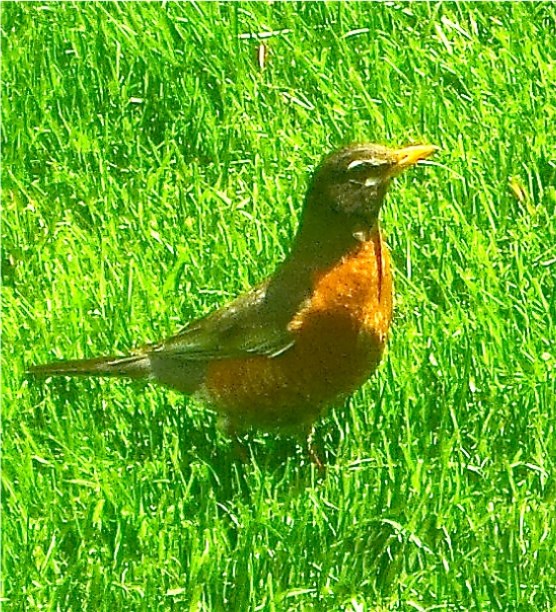 Bobi Andrews - Writer: The “Kitchen Window”Robin