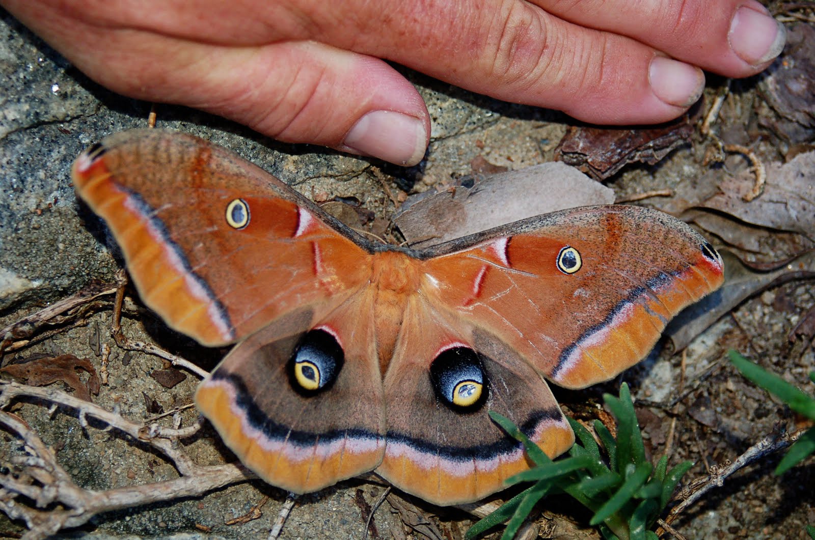 Sew Blessed: The Lifecycle of Our guest, Mega Moth