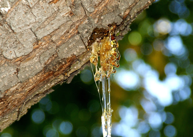 A photo, A thought............: Observation: Plant resins.....the gummy ...