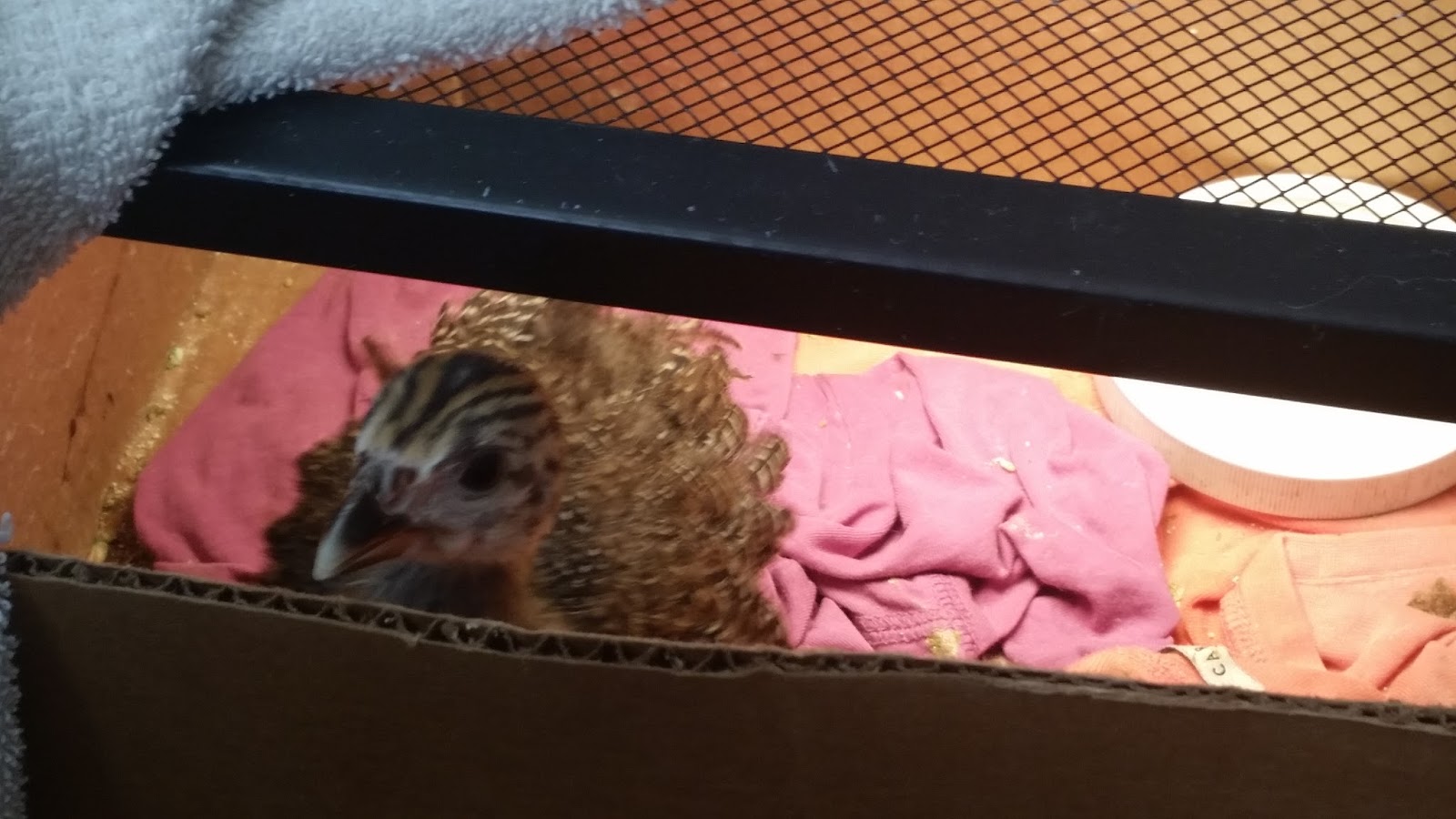 Texas Rebel Girl: Raptor Chick