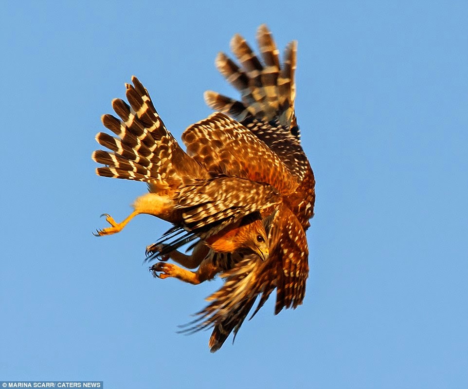 BARRY the BIRDER: Barred Owl battles Red-shouldered Hawk
