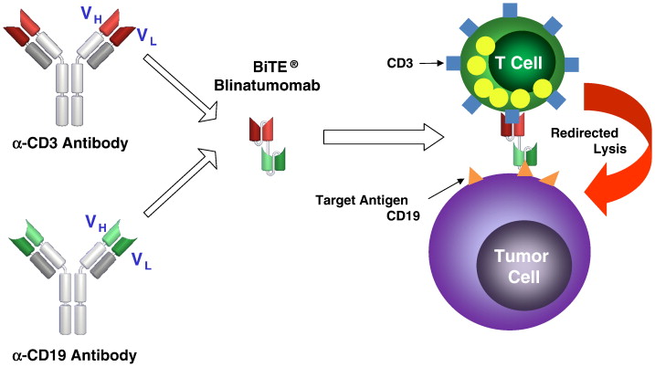 mutations of mortality: How BiTE antibodies work
