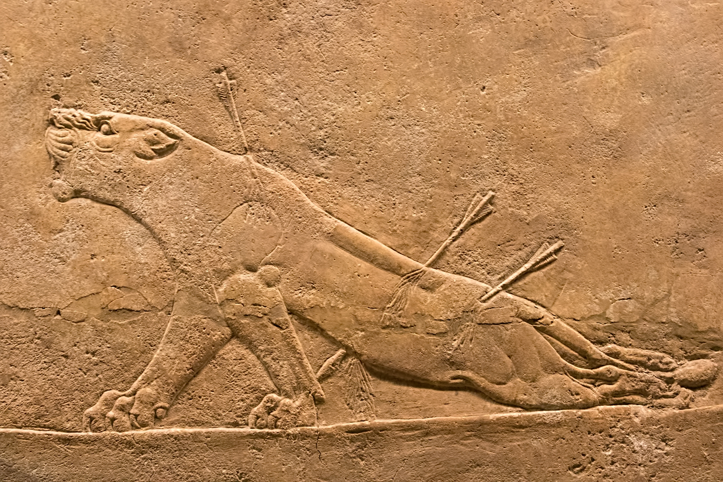 travelswithkathleen: The lions