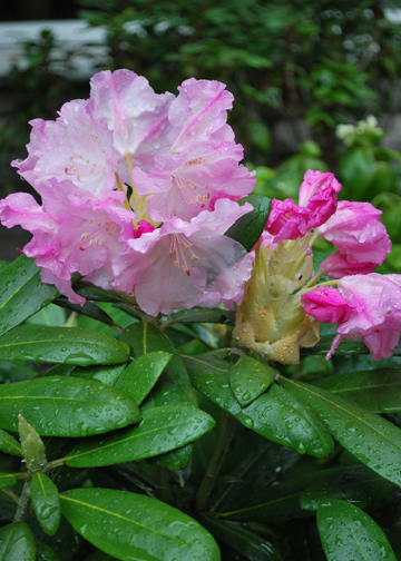 West Coast Gardens: Rare Beauty - The Rhododendron