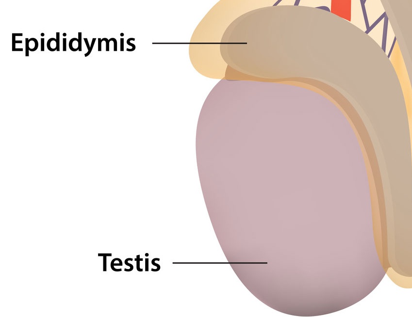 Latinski jezik za medicinske škole: Pasemenik (Epididymis)