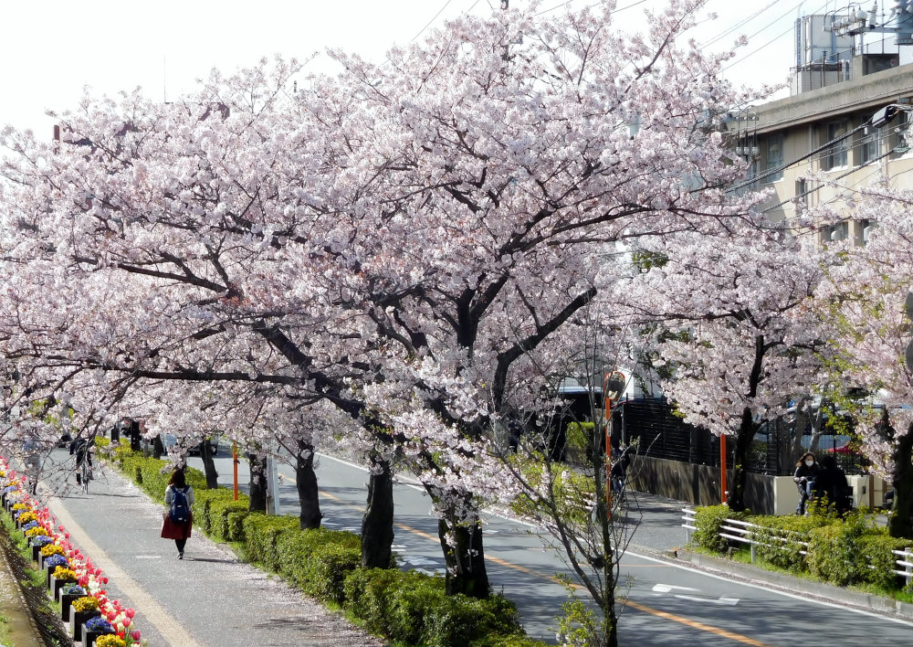 SHOTs rambling Japan: Cherry Blossoms of Sakura-dori Ave. in Urayasu ...