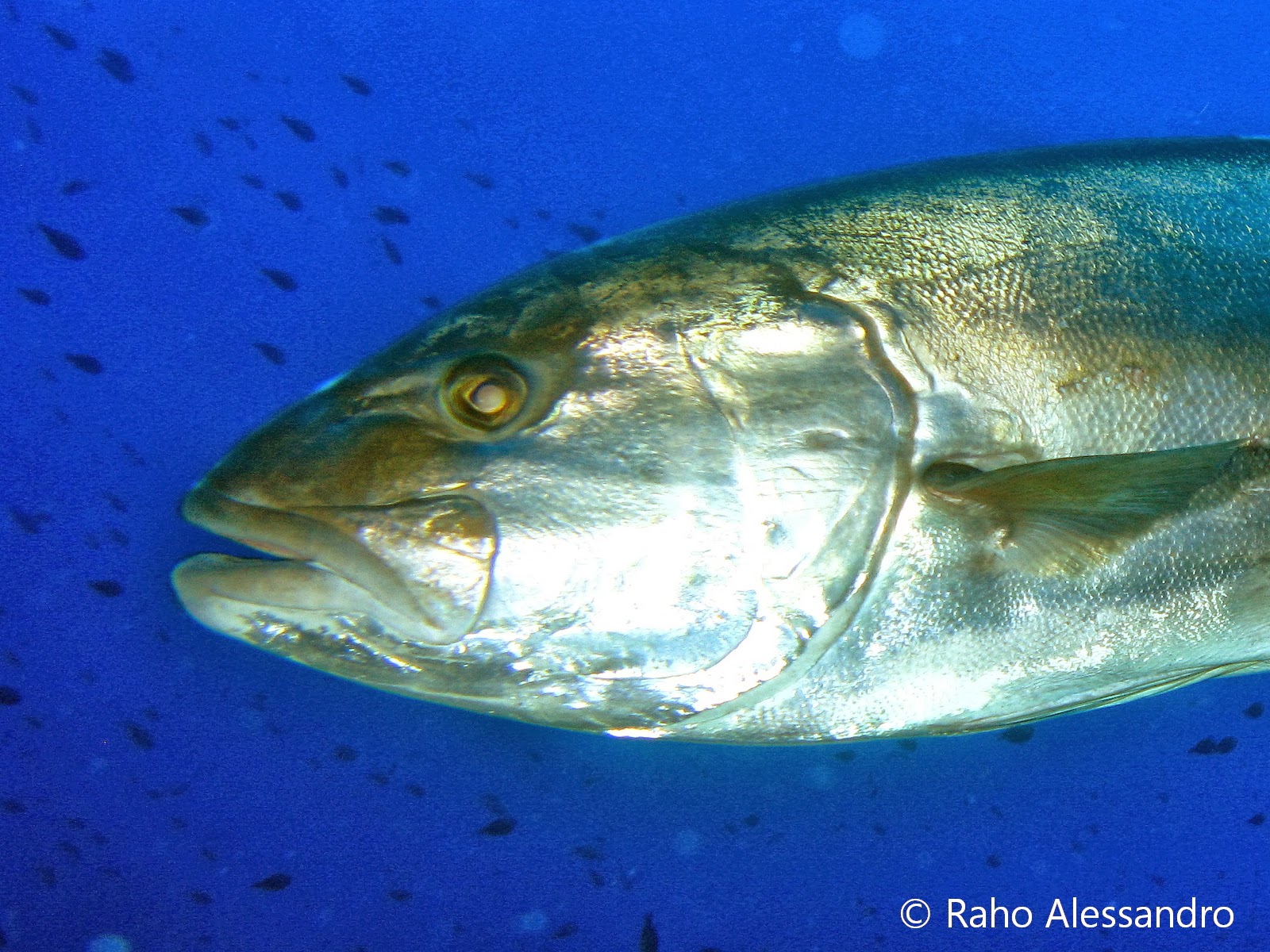 Necton e Plancton: Pesci: Ricciola